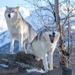 Whittier to Anchorage Wildlife Extravaganza - Alaska Wildlife Conservation Center: A Sanctuary Close-Up