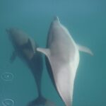 Wild Dolphin Encounter in Puerto Vallarta - Detailed Tour Breakdown