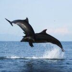 Wild dolphins encounter & snorkeling - The Itinerary: A Step-by-Step Breakdown