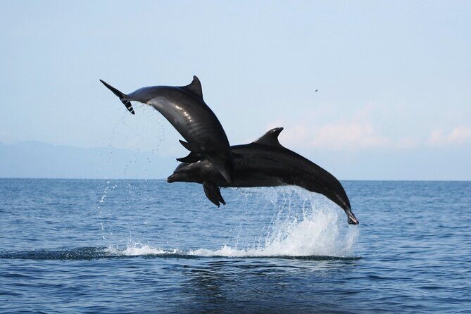 Wild dolphins encounter & snorkeling - The Itinerary: A Step-by-Step Breakdown