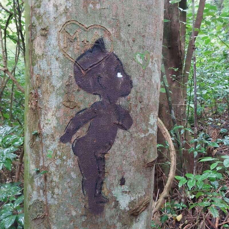 Wild Immersion : Hiking in the Heart of the Tropical Forest - Exploring the Details of This Unique Tour