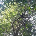 Wild Monkey Adventure (Private, Full Day) - Visiting the Lagoon and Cenote
