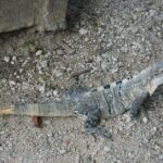 Wild Monkey Tour (Private, Half Day) - What to Expect During the Tour