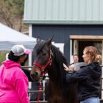 Wild Mustang Experience Near Colorado Springs - FAQ