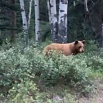 Wildfire Peak Nic - Who Will Enjoy This Tour?