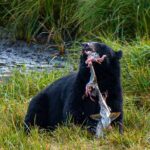 Wildlife and Scenery in Ketchikan - How the Itinerary Unfolds