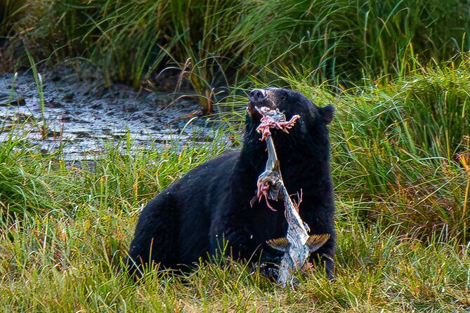 Wildlife and Scenery in Ketchikan - How the Itinerary Unfolds