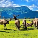 Wildlife Center with Lunch & Local Beer Sampling - The Details of the Itinerary