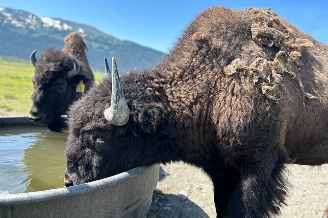 Wildlife Conservation Center & Portage Valley Glaciers - Authentic Encounters and Natural Beauty