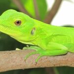 Wildlife Eco Tour on the coast of Oaxaca. - The Realities of the Tour Experience