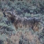 Wildlife Hiking Adventure in Yellowstone with Lunch - Who Would Appreciate This Tour?