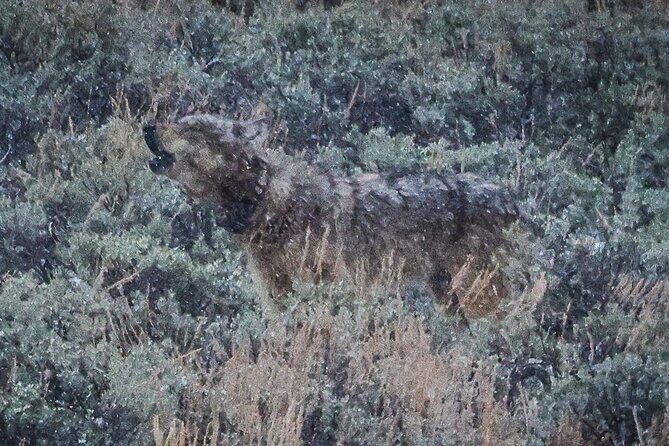 Wildlife Hiking Adventure in Yellowstone with Lunch - Who Would Appreciate This Tour?