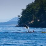 Wildlife Kayak Tour at Fort Flagler State Park - Who Will Enjoy This Tour?