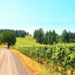 Willamette Valley Wine Tour - A Closer Look at the Itinerary