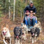 Willow: Summer Dog Sledding Ride in Alaska - What’s Included and What to Consider