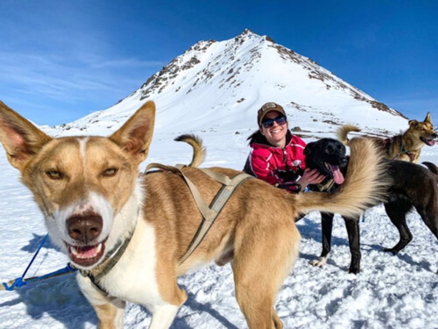 Willow: Traditional Alaskan Dog Sledding Ride - Analyzing the Value and Experience