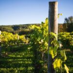 Wine and Lunch Escape - Who Should Book This Tour?