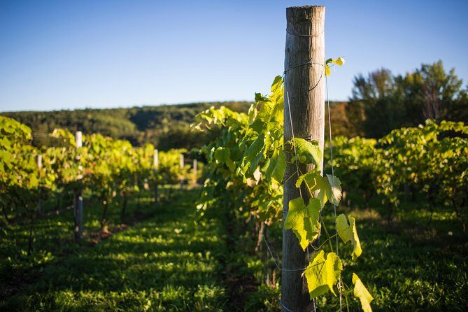 Wine and Lunch Escape - Who Should Book This Tour?