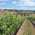 Wine Lovers Tour from Santa Barbara Area - Who Should Consider This Tour?