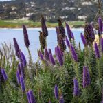 Wine Tasting and Walking Tour of Carmel-by-the-Sea - Why Choose This Tour?