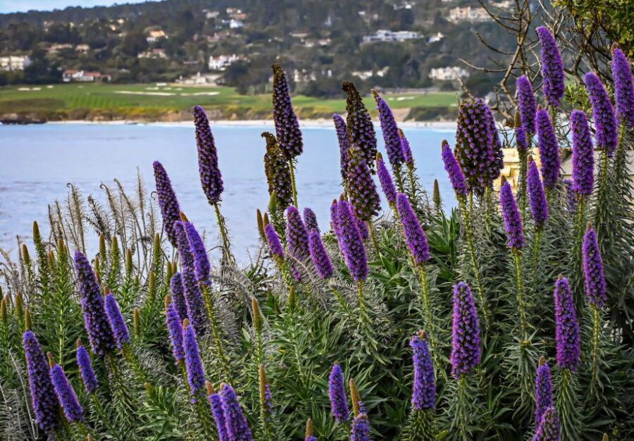Wine Tasting and Walking Tour of Carmel-by-the-Sea - Why Choose This Tour?