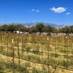 Wine Tasting Tour from Las Vegas with Snacks - What’s Included and What’s Not