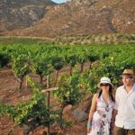 Wine tour valley of guadalupe - An In-Depth Look at the Valle de Guadalupe Experience