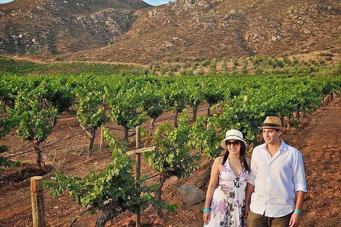 Wine tour valley of guadalupe - An In-Depth Look at the Valle de Guadalupe Experience