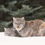 Winter Wildlife Discovery Tour - In-Depth Breakdown of the Itinerary