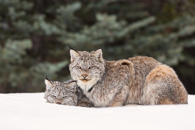 Winter Wildlife Discovery Tour - In-Depth Breakdown of the Itinerary