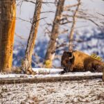 Winter Wildlife Safari: Lamar Valley | Gardiner | PRIVATE + Lunch - Who Should Consider This Tour?
