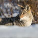 Winter Wildlife Watching Private Tour - Who Should Consider This Tour?