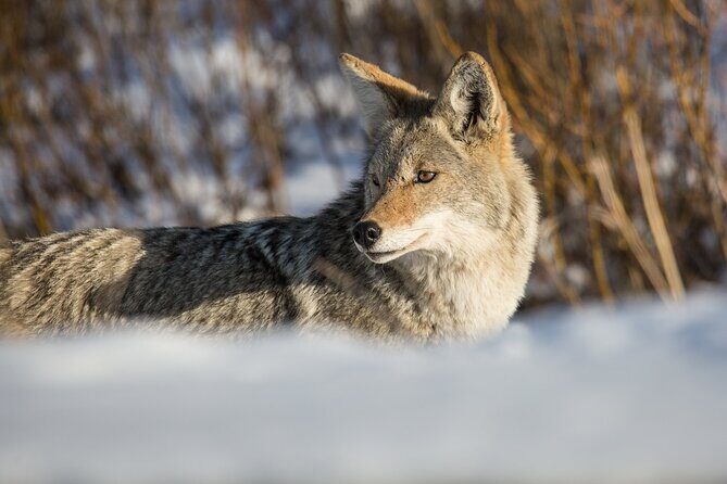 Winter Wildlife Watching Private Tour - Who Should Consider This Tour?