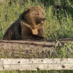 Wonders of Yellowstone Lower Loop Private Tour with Lunch - Why a Private Tour Matters