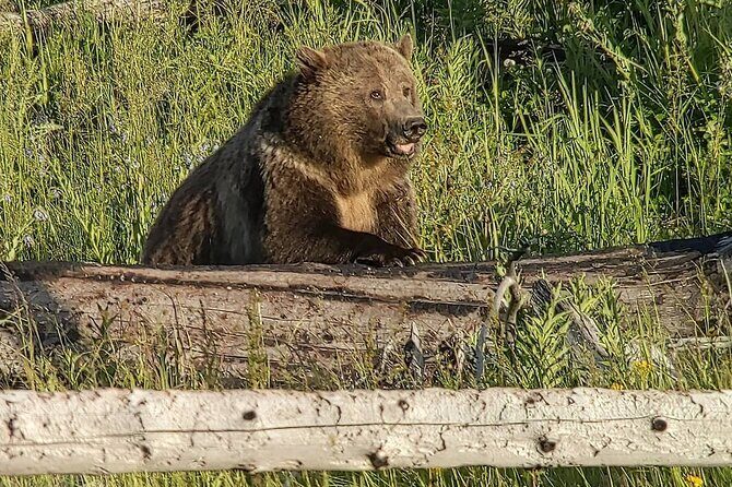 Wonders of Yellowstone Lower Loop Private Tour with Lunch - Why a Private Tour Matters