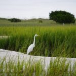 Wrightsville BirdWatching Cruise - Final Thoughts: Is It Worth It?