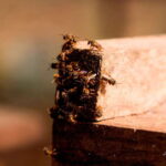 Xkopek, Mayan Bees Tour and Honey Tasting in Valladolid - Why Choose This Tour?