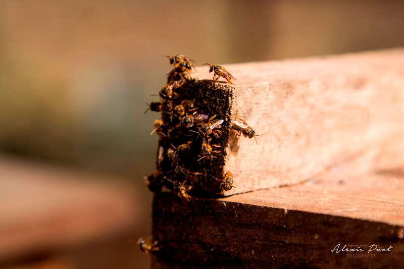 Xkopek, Mayan Bees Tour and Honey Tasting in Valladolid - Why Choose This Tour?