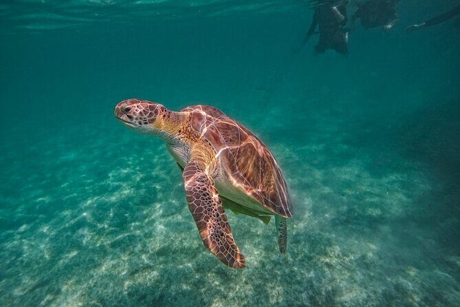 Yalku lagoon and turtles akumal sanctuary - Why Choose This Tour?