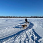 Yellowknife: Dog Sledding Tour - The Sum Up