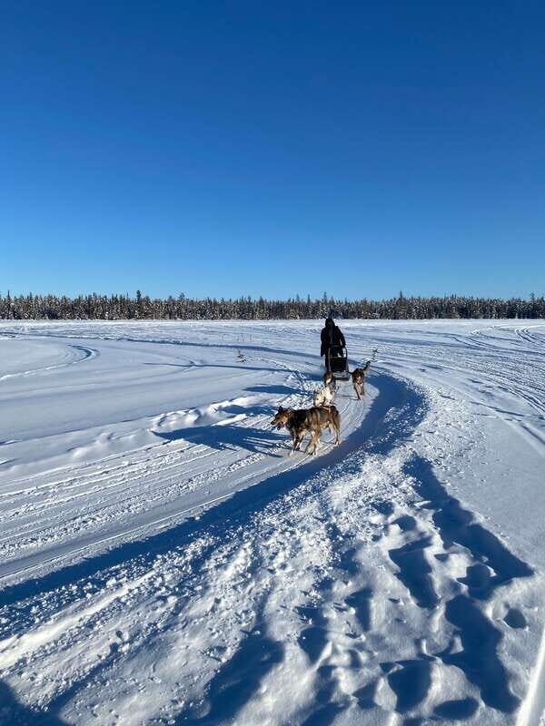 Yellowknife: Dog Sledding Tour - The Sum Up