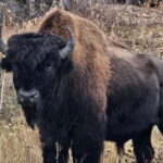 Yellowknife: Wild Bison Highway Tour - Who Should Consider This Tour?