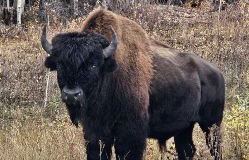 Yellowknife: Wild Bison Highway Tour - Who Should Consider This Tour?