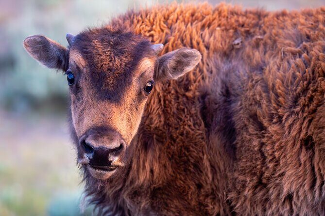 Yellowstone Day Adventure - Practical Tips for Booking and Participation