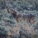 Yellowstone: Full-Day Private Guided Tour by Car with Lunch - Who Will Love This Tour?