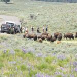 Yellowstone Hidden Gems Hiking Tour West Yellowstone - What Travelers Say and Why It Matters