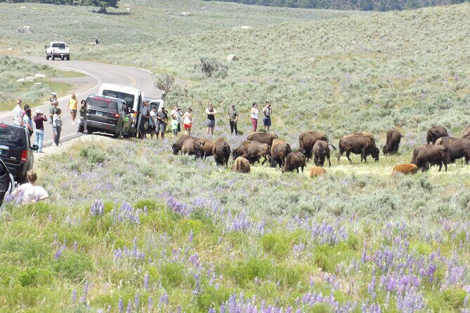Yellowstone Hidden Gems Hiking Tour West Yellowstone - What Travelers Say and Why It Matters