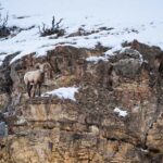 Yellowstone National Park: 3 Day Wildlife Photography Tour - FAQ