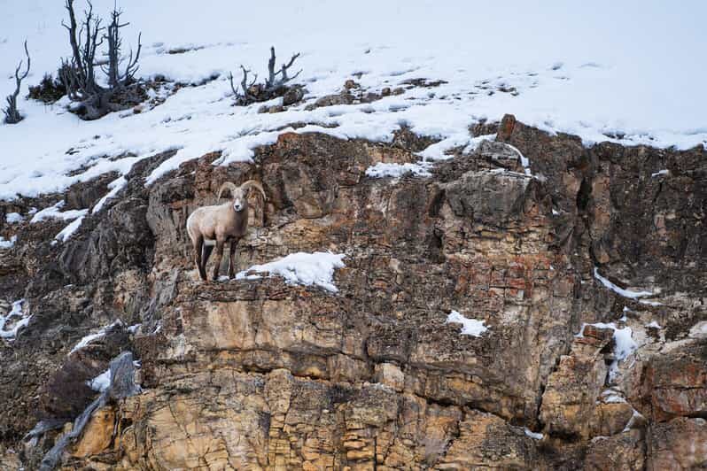 Yellowstone National Park: 3 Day Wildlife Photography Tour - FAQ