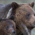 Yellowstone National Park Group Tour - The Itinerary in Depth